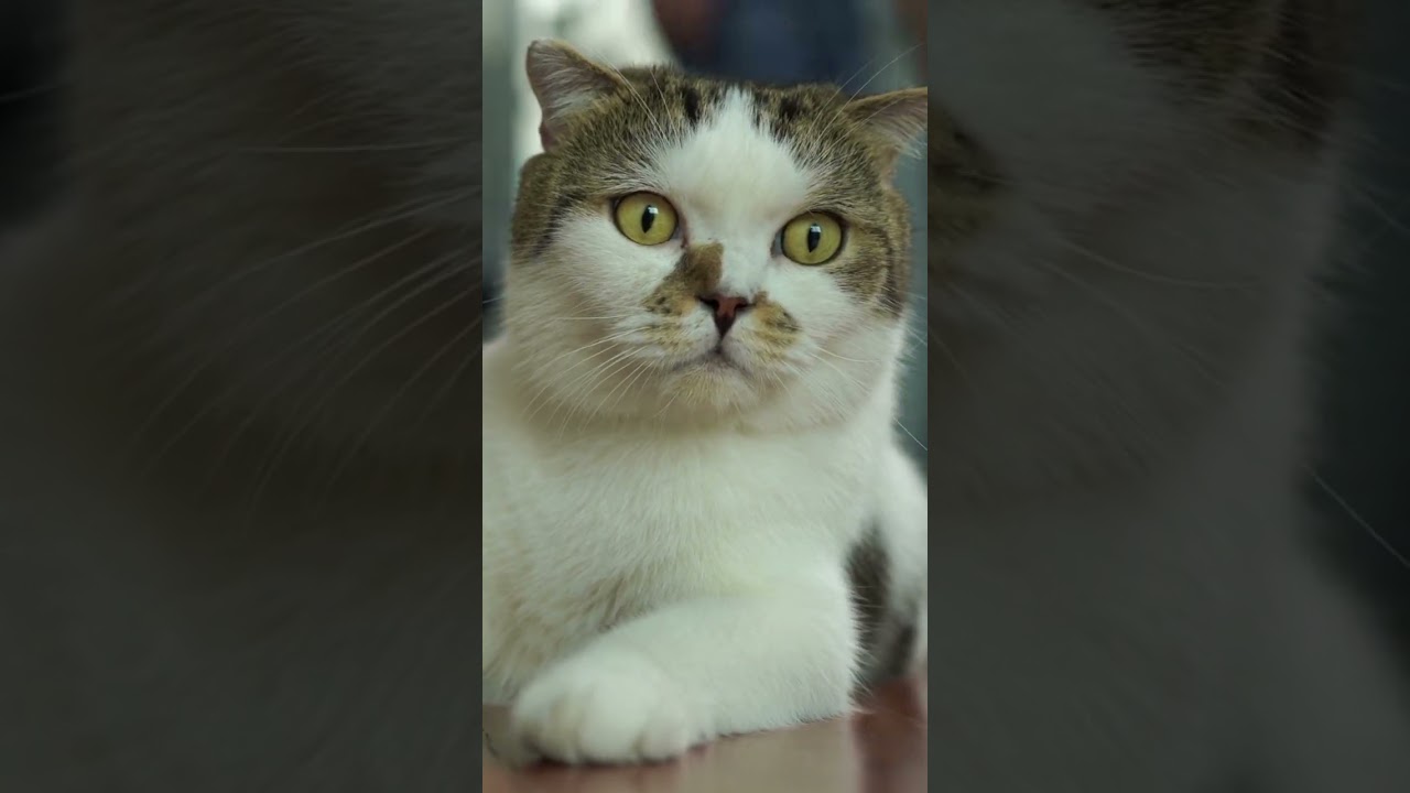 Cat Strange Behavior Explained Why Do Cats Stare At Nothing Cat World