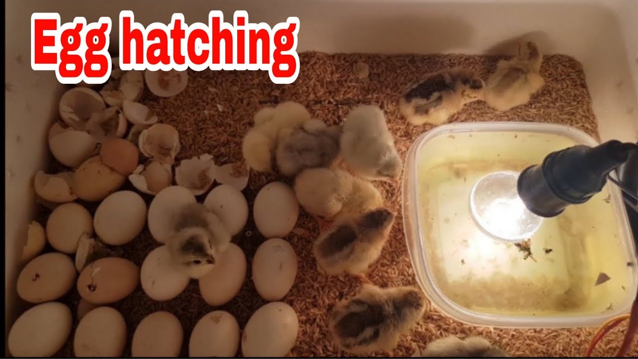 Egg Hatching Part 7 Youtube