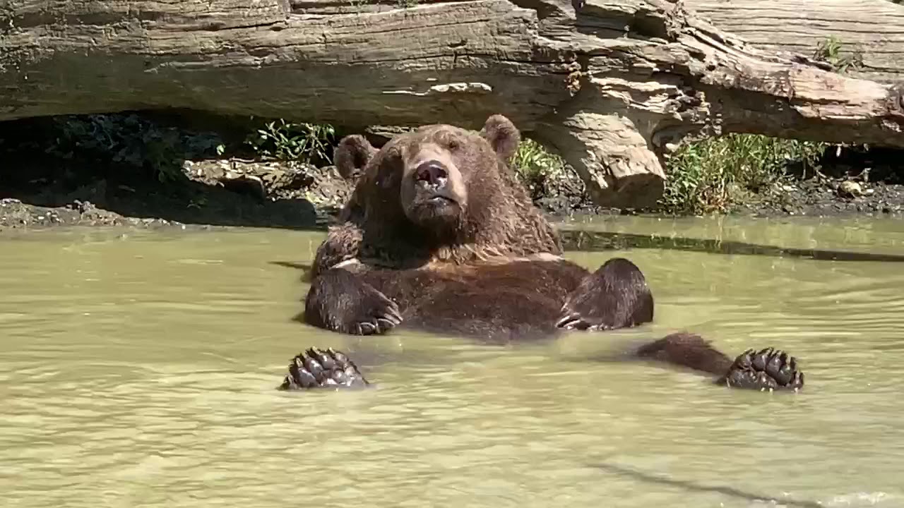 Leo The Syrian Brown Bear Playing In His Pond At The Orphaned Wildlife