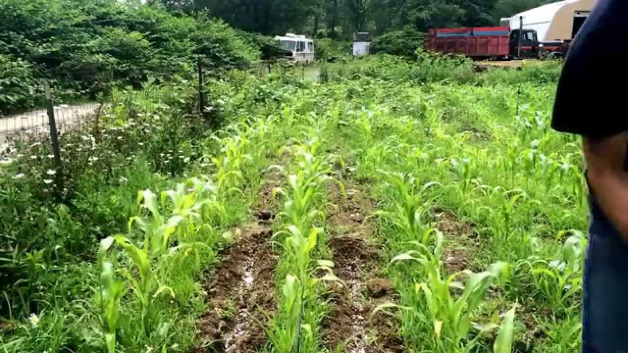 How To Fertilize Sweet Corn June 26 2015 Side Dressing With Urea