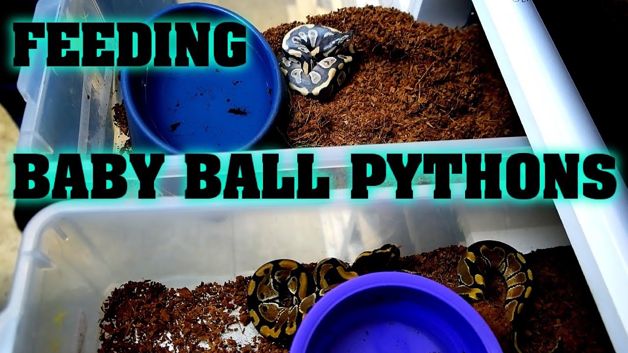 Warning Feeding Baby Ball Pythons Youtube