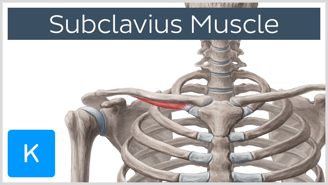 Subclavius Muscle Origins Function Human Anatomy Kenhub Youtube