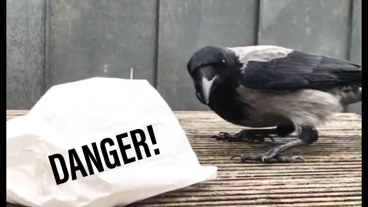 Crow Intelligence Flee Or Feed Youtube
