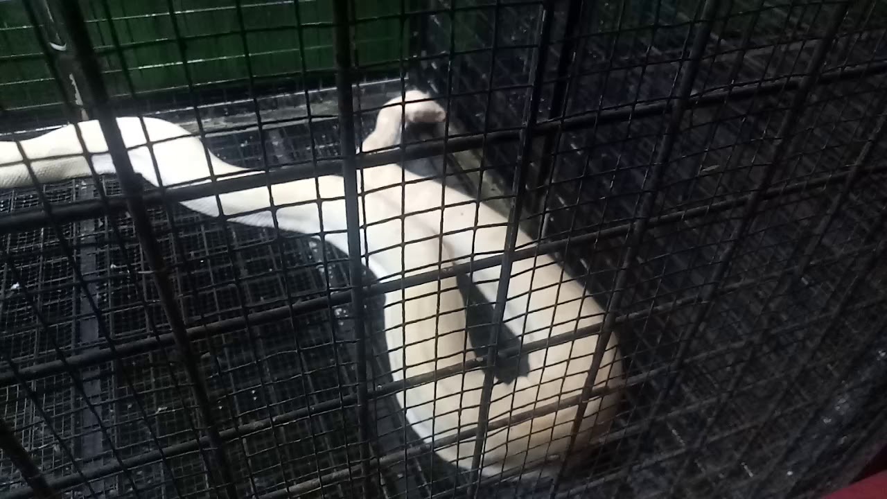 Python Vs Cat Youtube