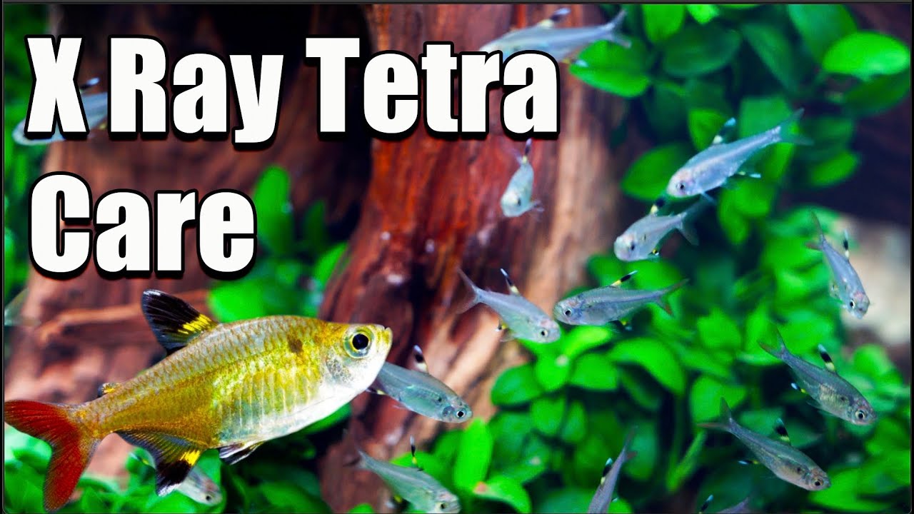 Xray Fish X Ray Fish Animal Corner