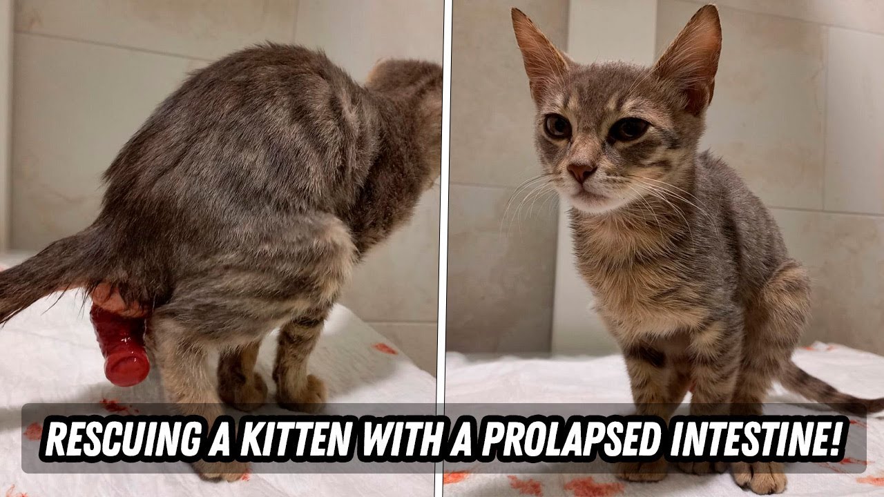 Rescuing A Kitten With A Prolapsed Intestine Youtube