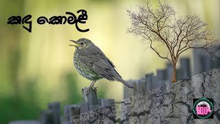 Parisara Geethaya පර සර ග තය කඳ ක මල Eduplus Edu Plus Mp3 Music & Mp4 ...