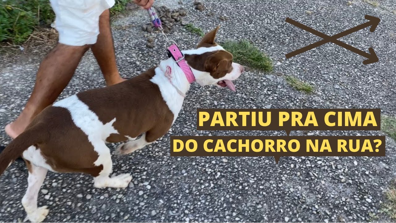 Pitbull Bota Cachorro Pra Correr Youtube