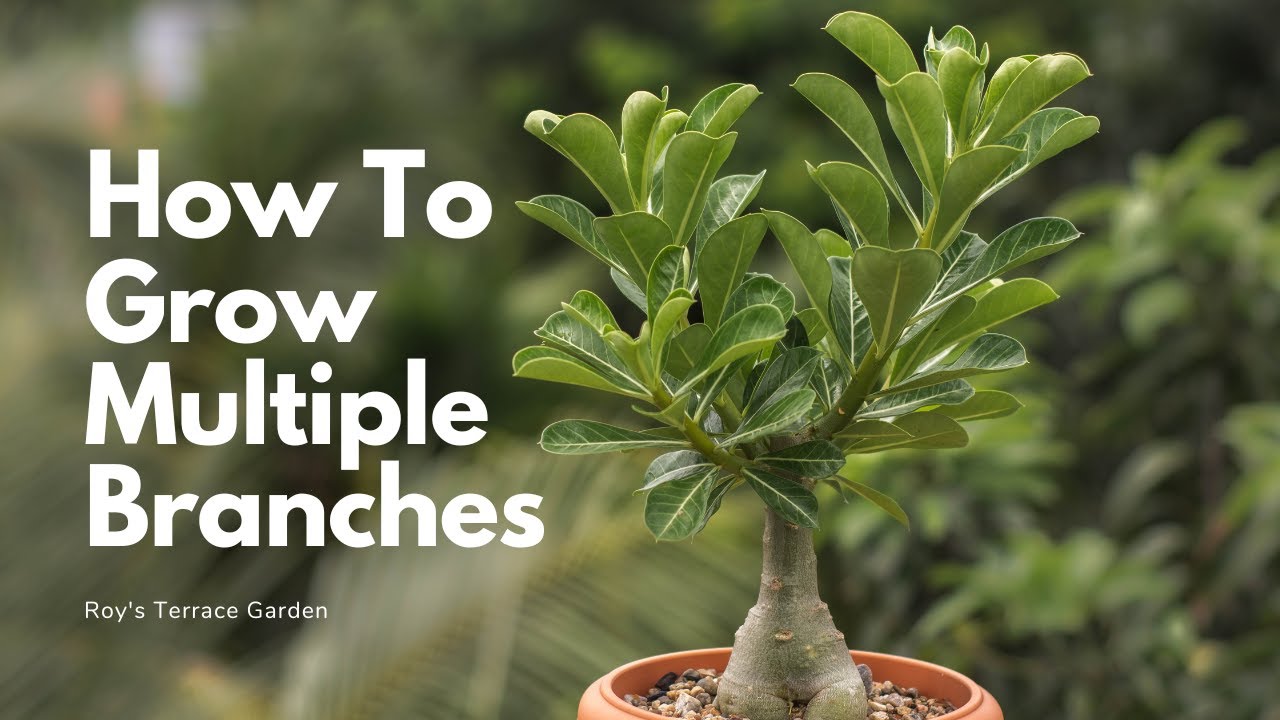 How To Force Adenium To Grow Multiple Branches Adenium Pruning Roy
