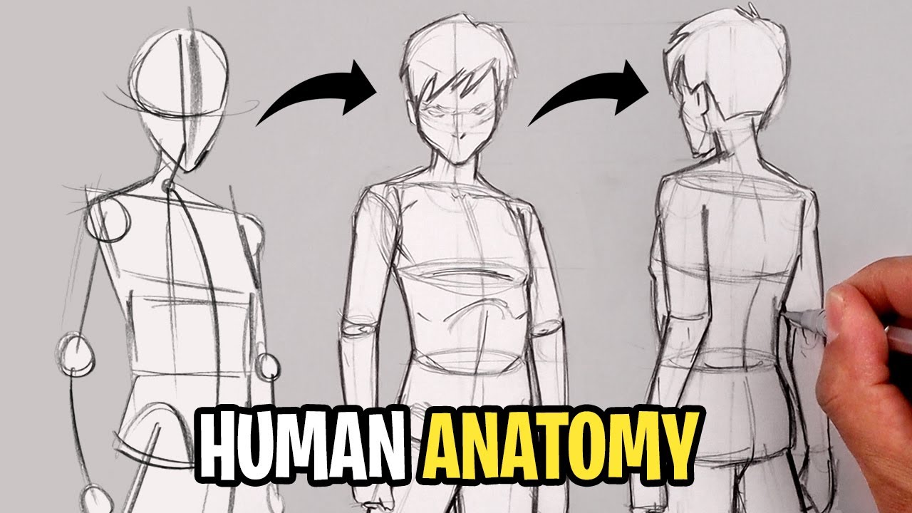 How To Draw Life Drawing Human Body Infoupdate Org