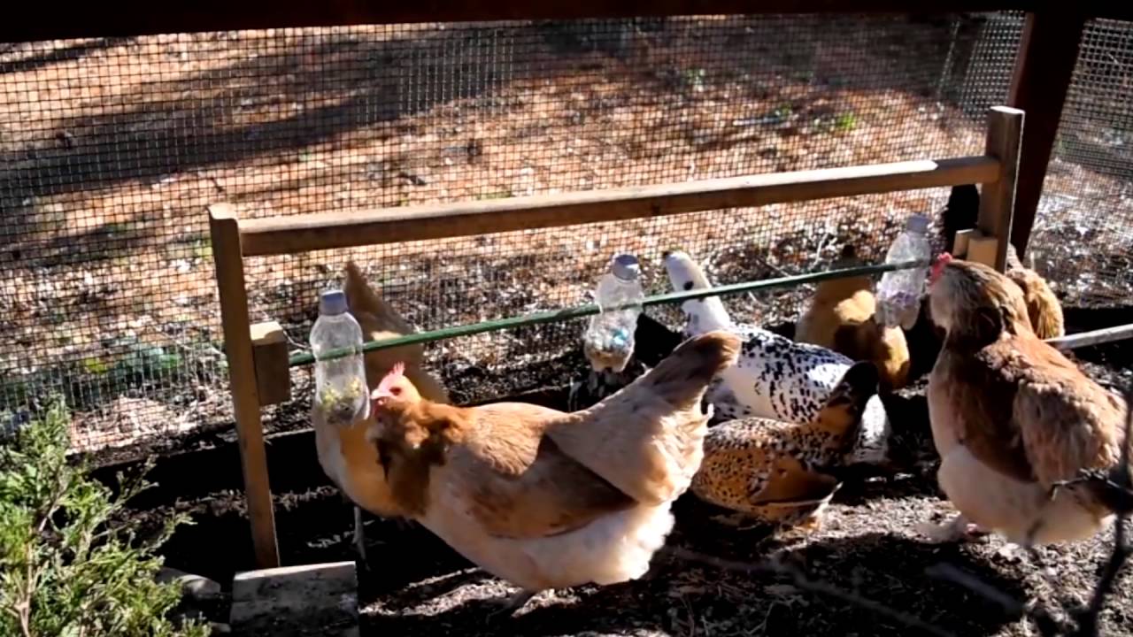 Chickens At Play Youtube