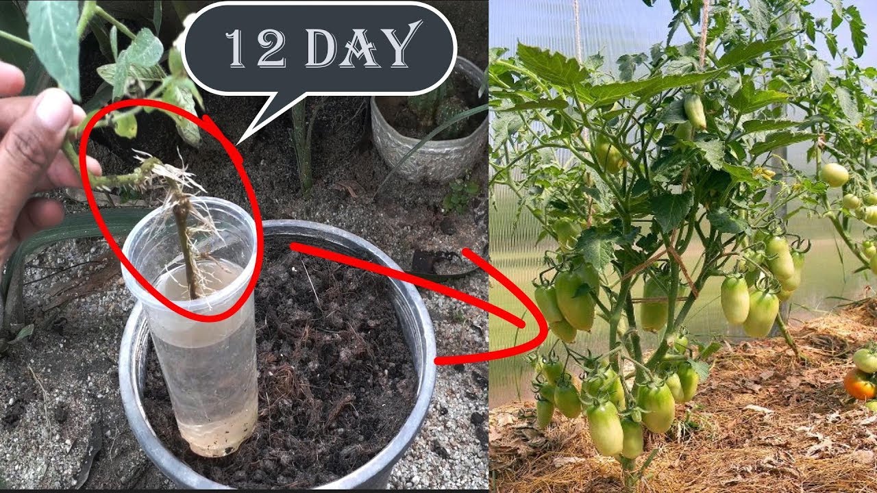 How To Clone A Tomato From A Cutting Free Plants Youtube