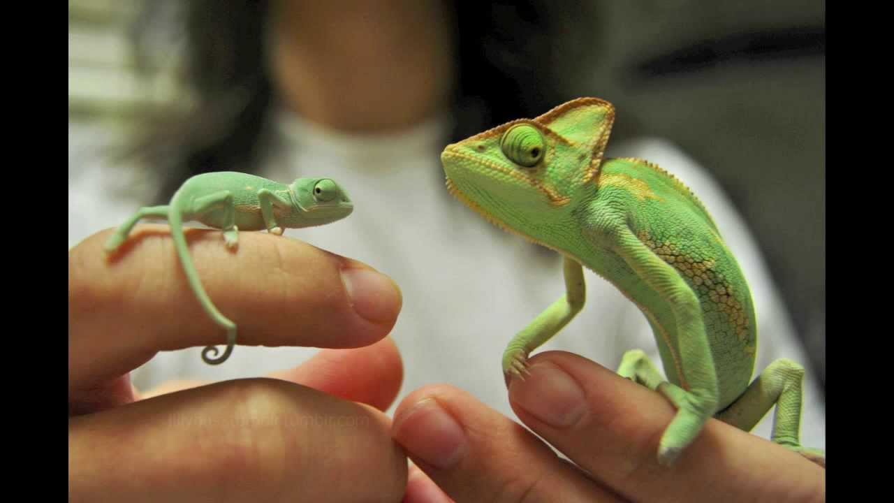 Top Ten Beginner Lizards Youtube