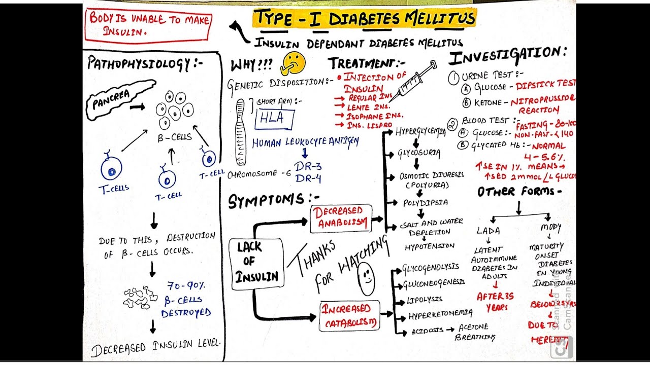 Diabetes Mellitus Part 1 Type I Diabetes Mellitus Pathophysiology