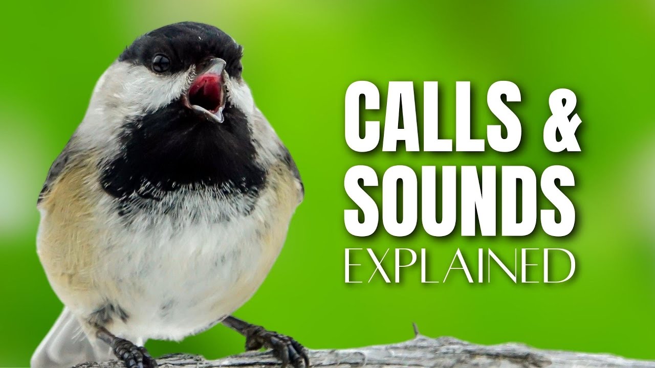 What Are Black Capped Chickadee Calls Sounds And Song Used For Youtube
