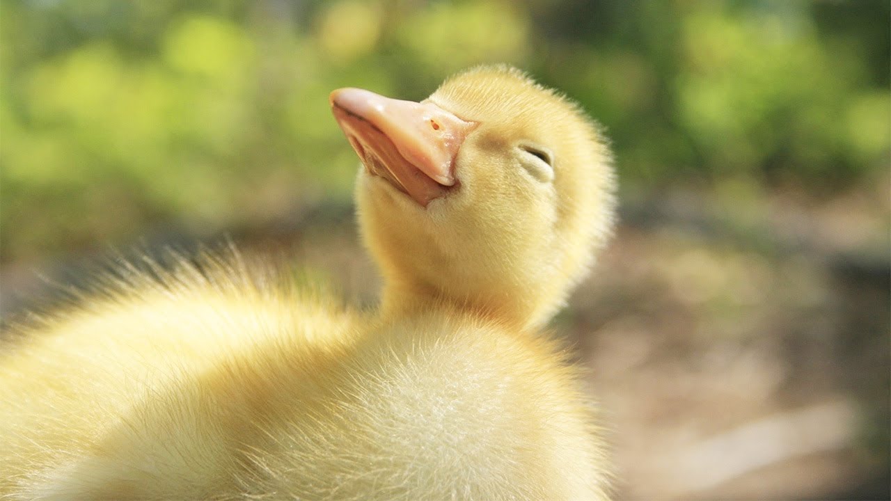 Cute Duckling Funny Baby Duck Vine Videos Youtube