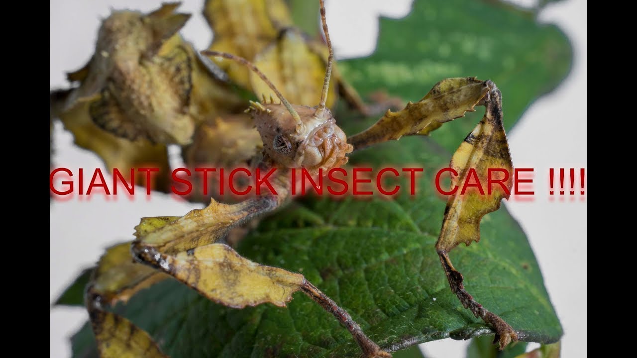 Giant Walking Stick Insect Care The World S Largest Phasmida Guide