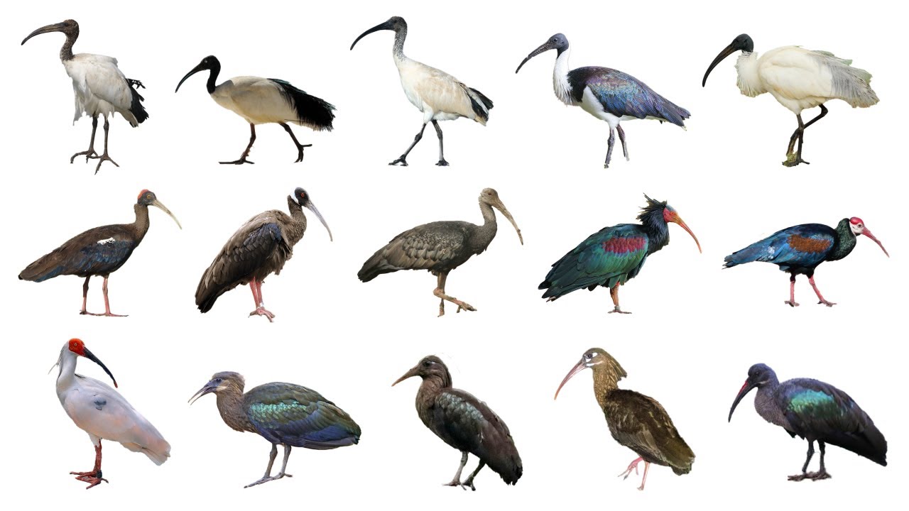 Ibis Birds Part 1 Ibis Species Part 1 Youtube