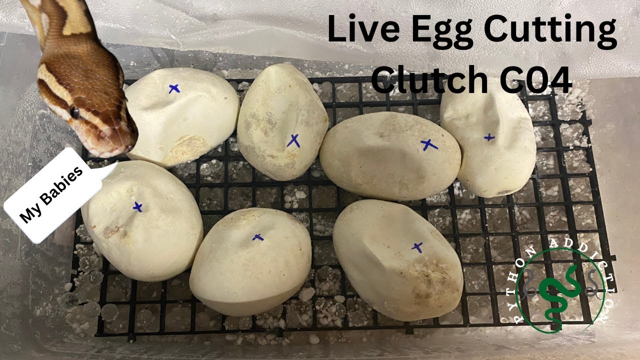 Python Addiction Live Egg Cutting Ball Python Clutch C04 Youtube