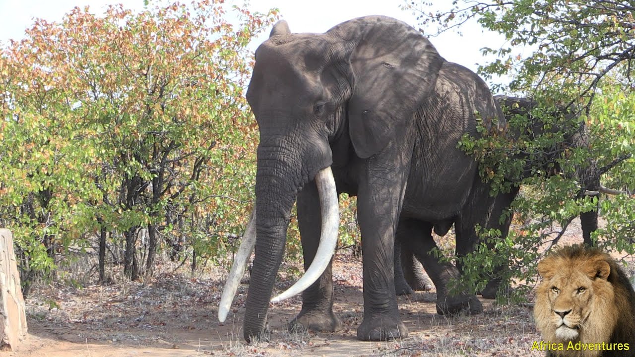 Lastworld Fun How Big Are African Elephants