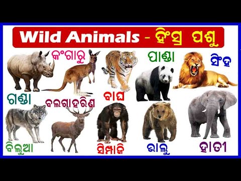 Learn Wild Animals Name In English And Odia All Wild Animals Odia