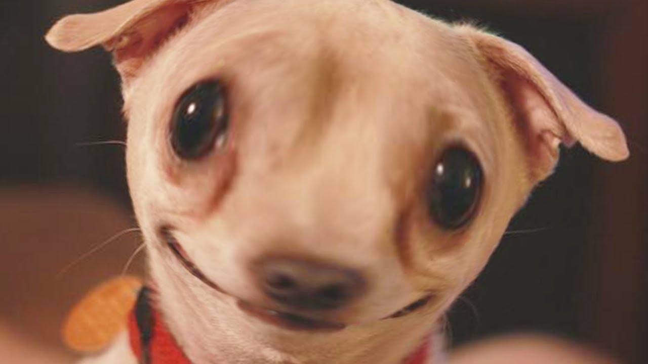 Perros Y Cachorros Graciosos 1 Youtube