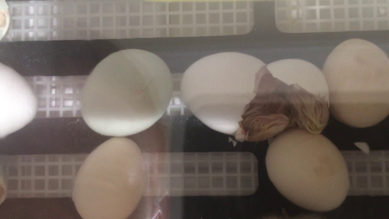 Hatching Egg Youtube
