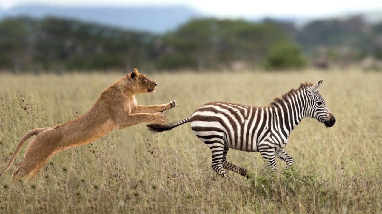 Lions Hunting