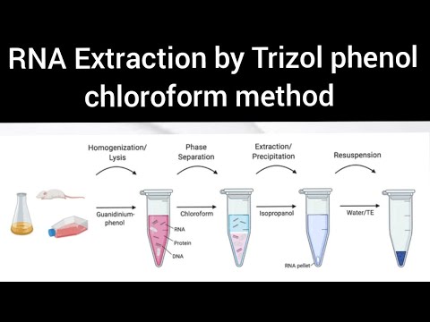 Rna Extraction By Trizol Phenol Chloroform Method Youtube