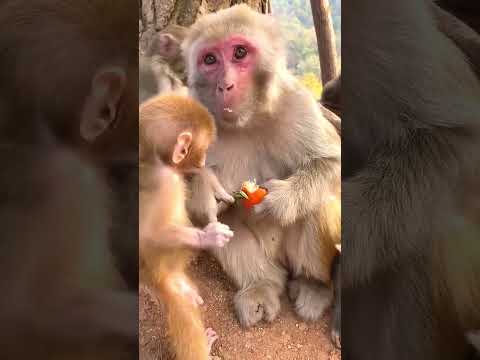 Bad Mom Monkey Shorts Reels Youtube