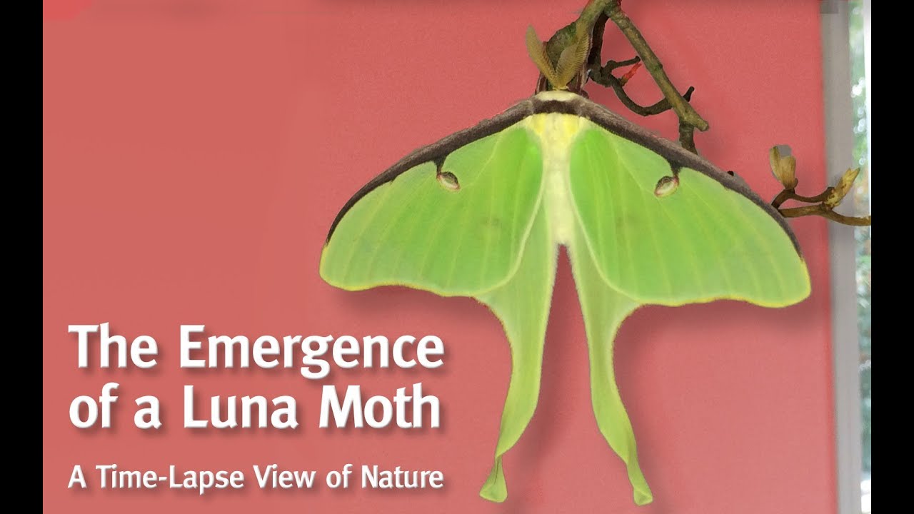 Luna Moth Kokong Raising Lunas Cocoons Gardens And