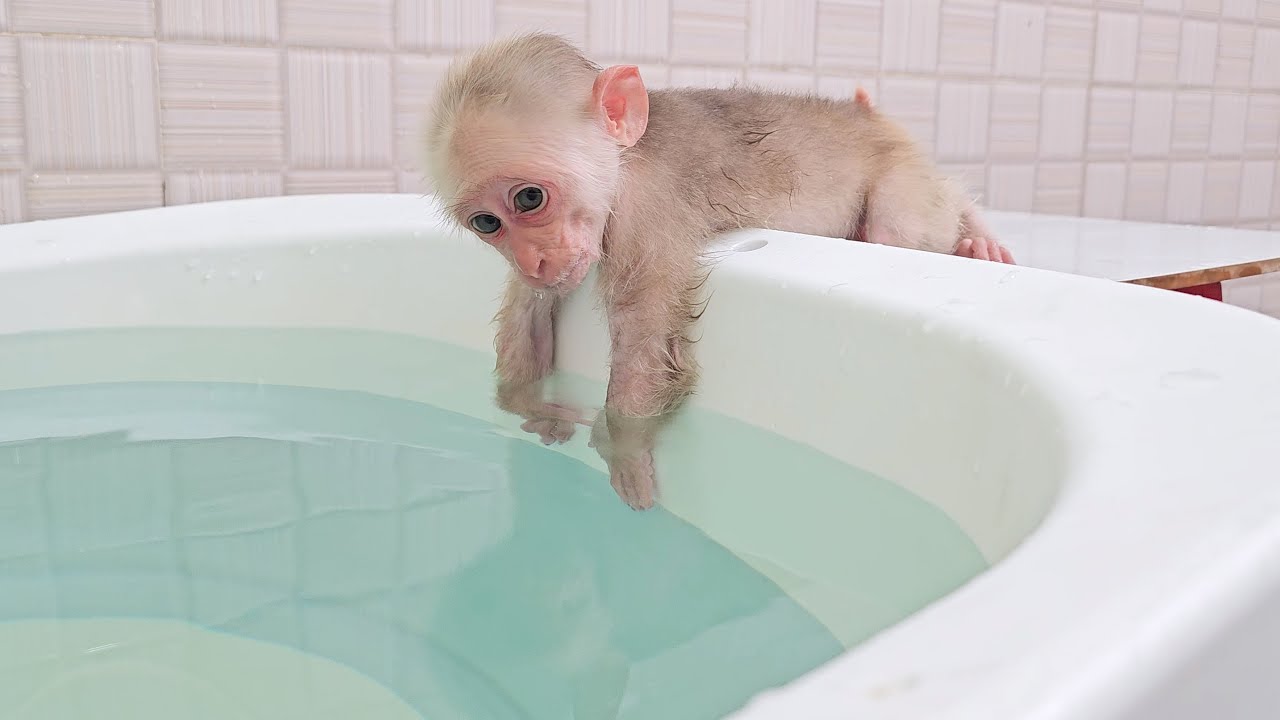 Baby Monkey Su Enjoying New Big Swimming Pool Youtube