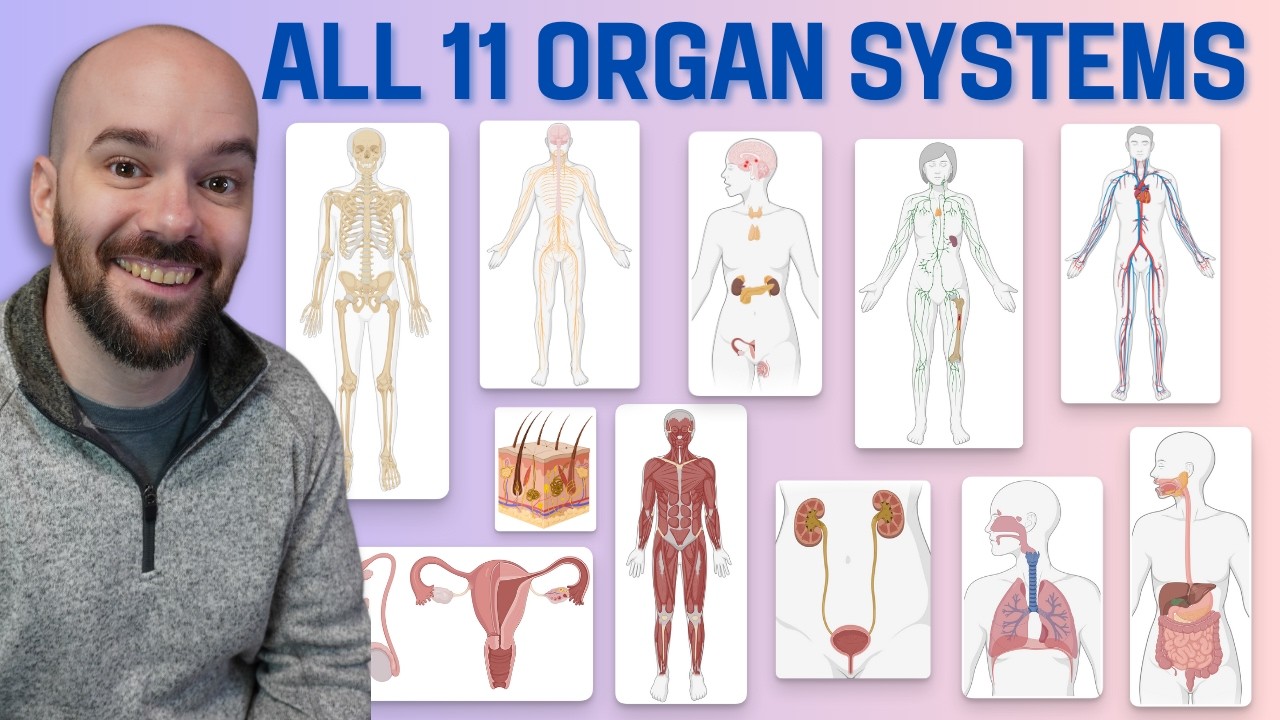 11 Types Of Organ Systems