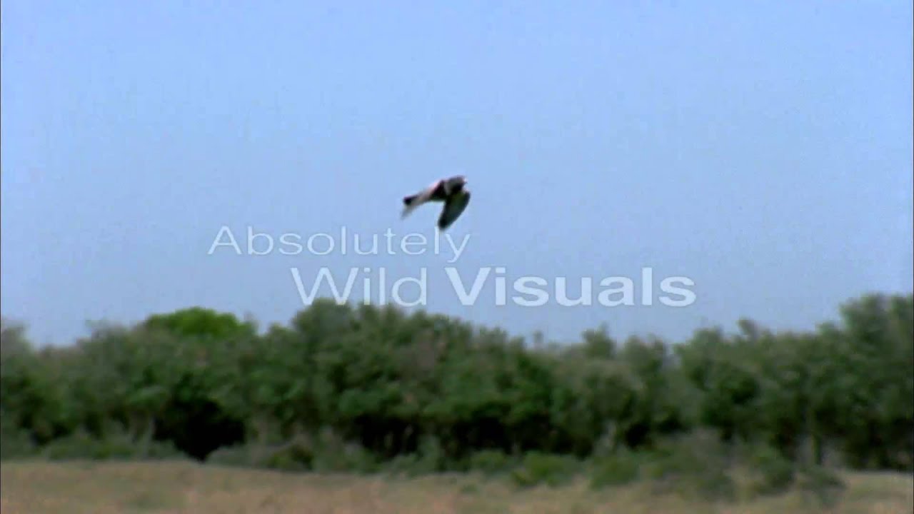 Peregrine Falcon Youtube