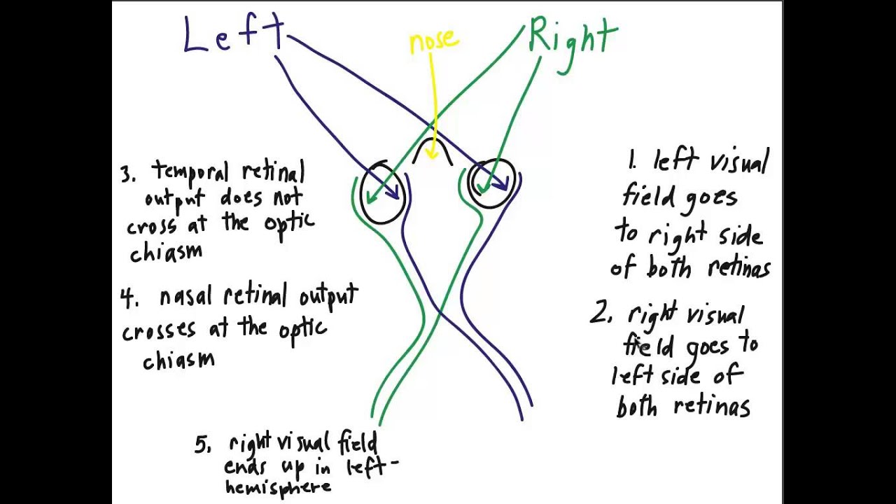 Visual Pathway Youtube