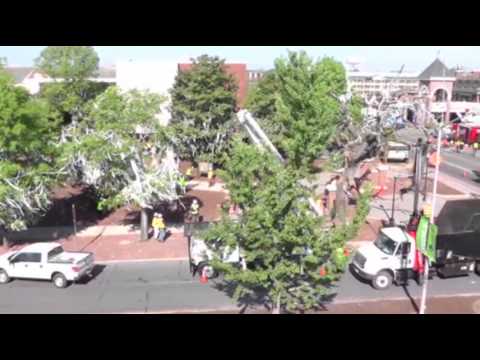 Crews Cut Down Poisoned Oaks At Auburn U Youtube