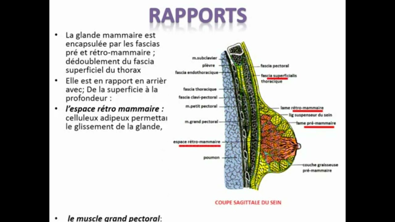 Anatomie Le Sein Youtube