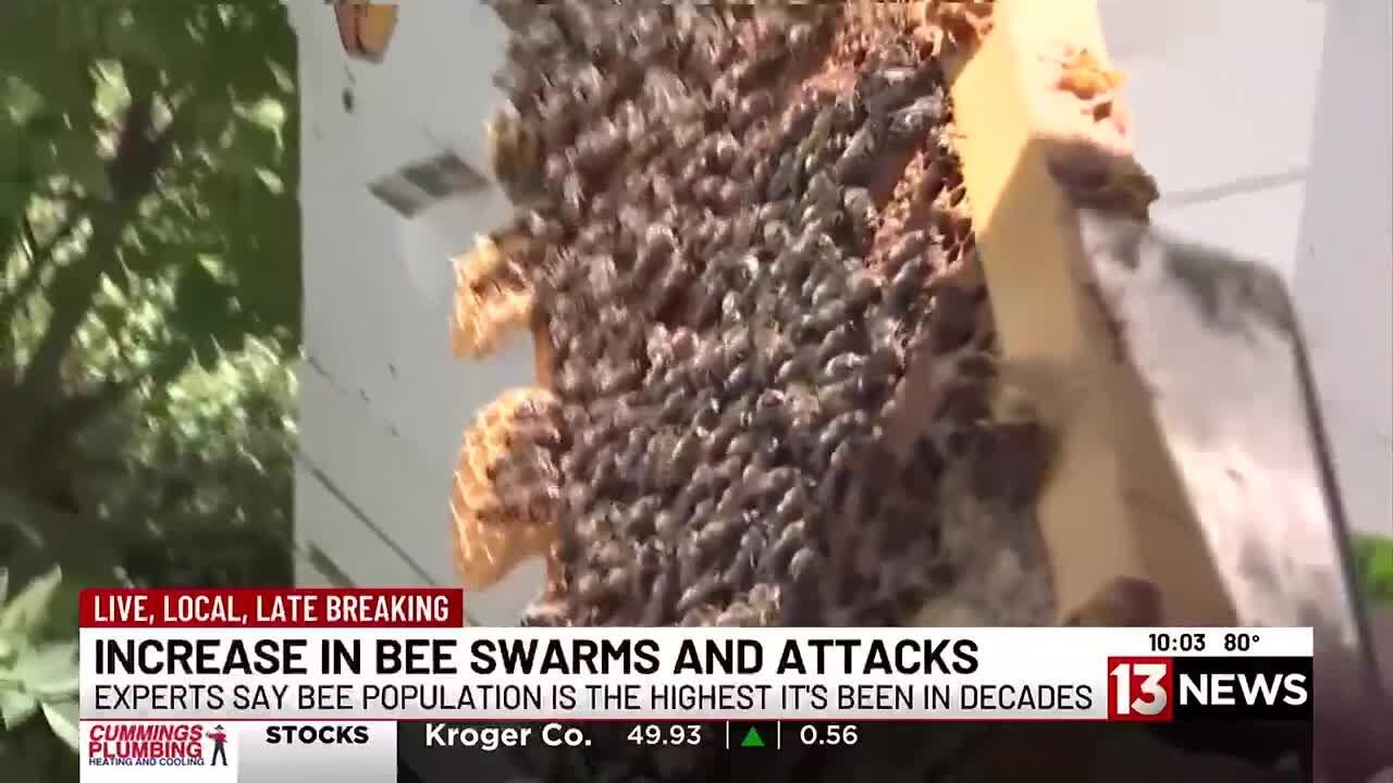 Increase In Bee Swarms And Attacks In Southern Arizona Youtube