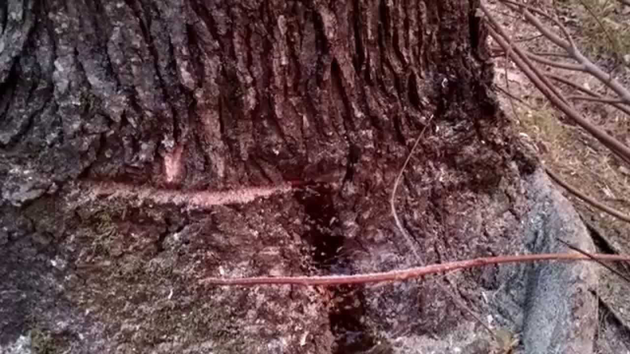 Bleeding Maple Tree Youtube