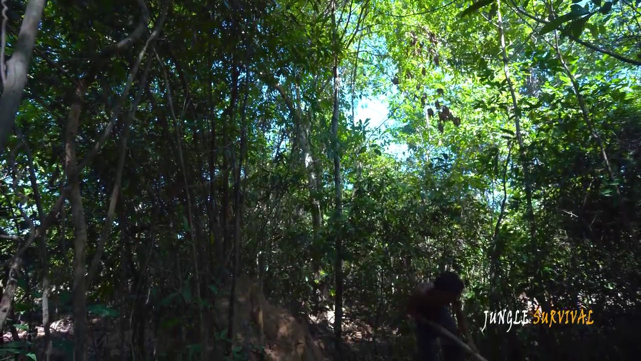 Jungle Survival Youtube