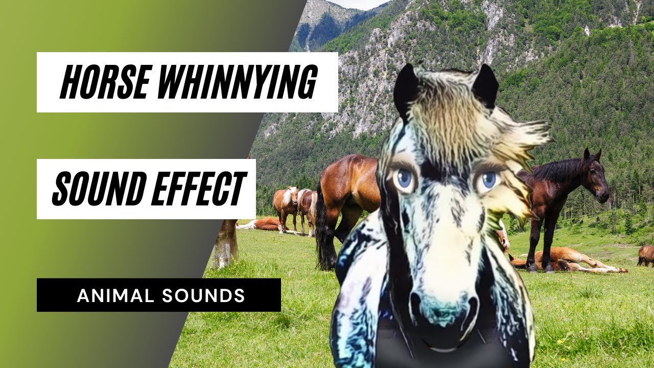 Horse Whinny Sound Effects Wiki At Winston Blanton Blog