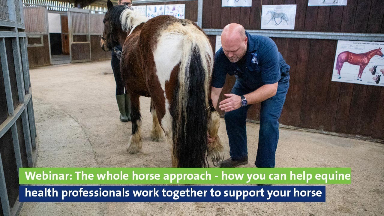 Webinar Whole Horse Approach How Equine Health Professionals Work