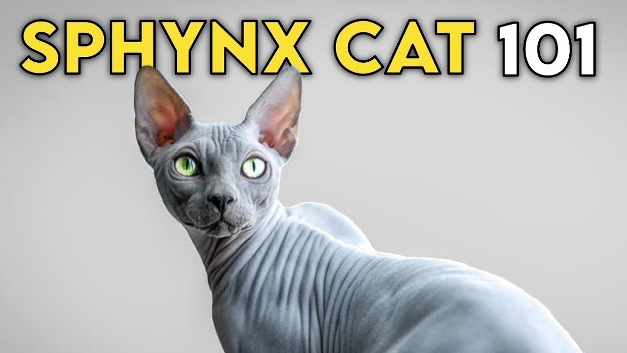 Sphynx Cat 101 Learn All About Them Youtube