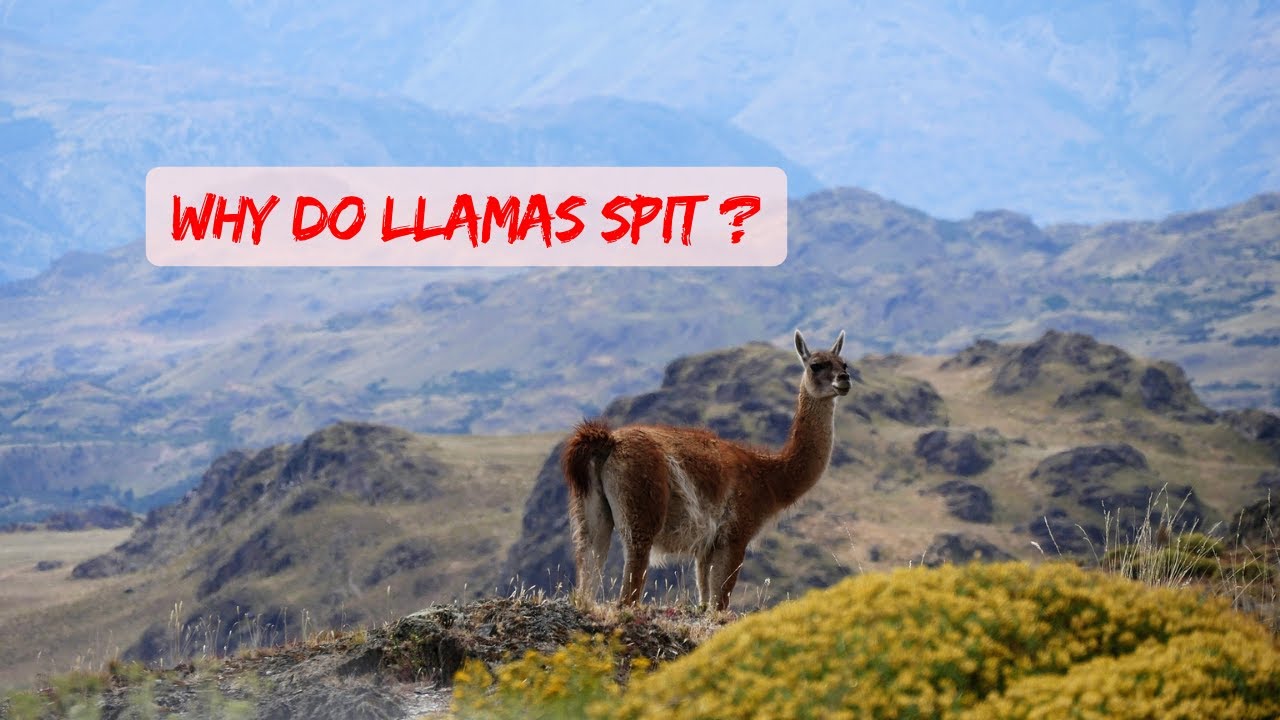 Why Do Llamas Spit Youtube