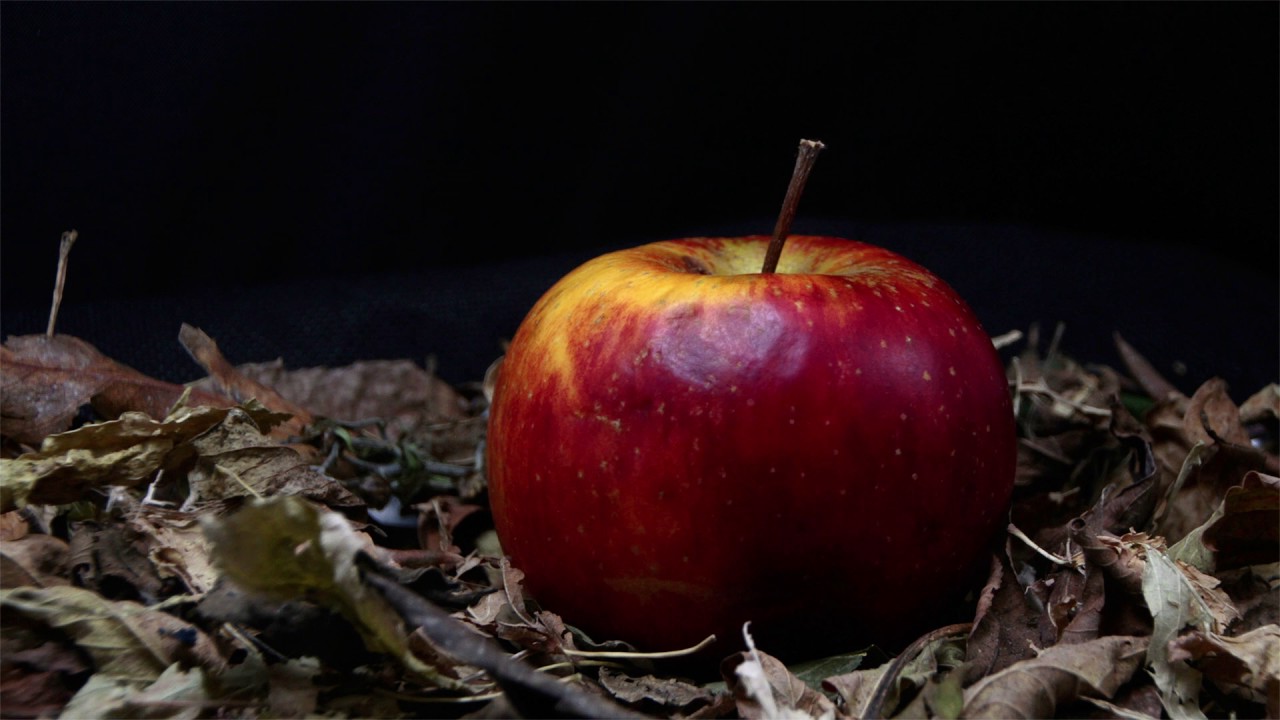 Decomposing Apple Time Lapse Youtube