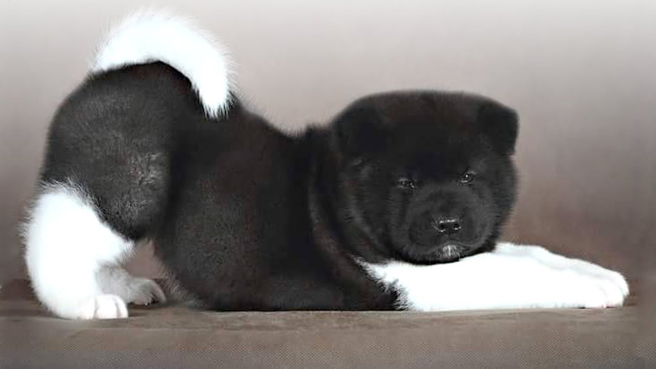 Giant Fluffy Dog Breeds