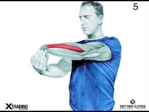 05 Forearm Extensor Stretch Forearm Extensor Youtube