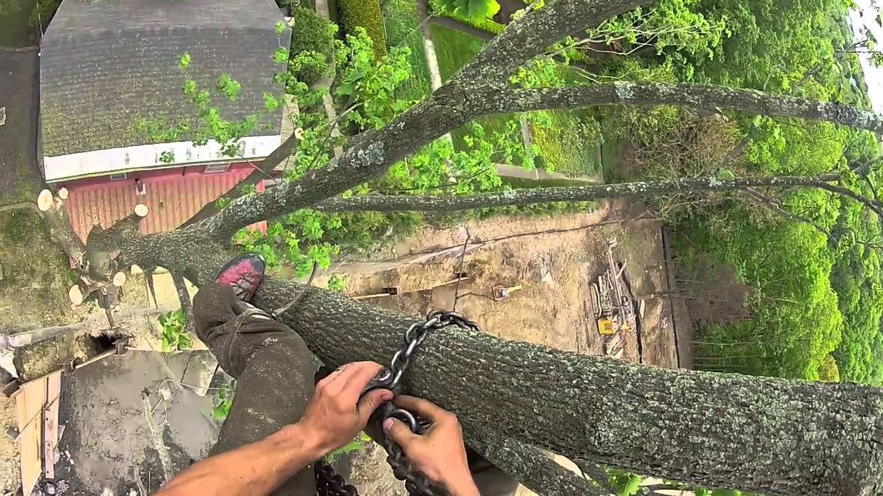 Tree Removal Youtube