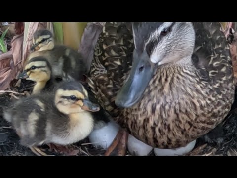 Baby Duck Hatched Amazing Duck Nest Action Youtube