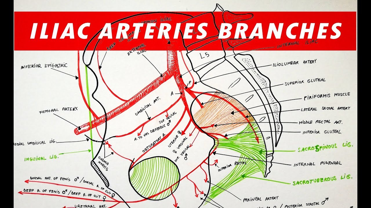 External Iliac Artery